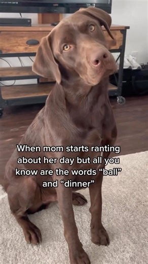 Selective hearing ✨ #labrador #chocolatelab #labsofinstagram | Tank the Brown Lab