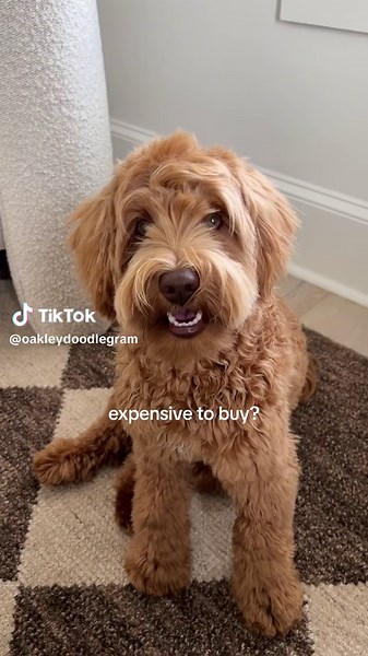 worth it all 😍 #fyp #australianlabradoodle #dogsoftiktok | Australian Labradoodle