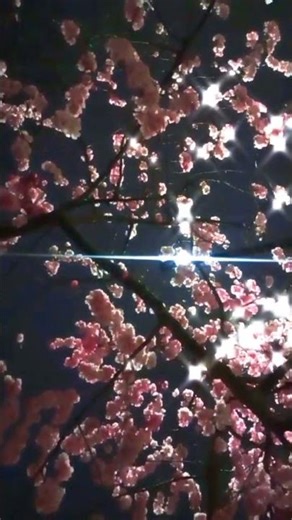 blackbird chirping amongst cherry blossoms at night 🌸🍒🌸