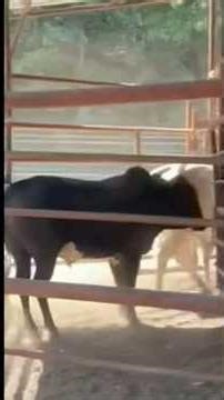 Loading Bulls for The Rodeo!