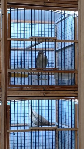 16K views · 532 reactions | Wik rol adem banget di telinga ga pingin taaa maaih di jalur promo loooo | Kholis Rudy Anto | Facebook