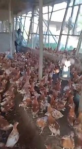 POINT OF CAGE LAYERS AVAILABLE FOR BOOKING! Location: Ibadan Breed: Isa brown Delivery: Nationwide delivery available Price: 8k They are currently 10 weeks old, but when you pay now, you will receive them in the next 2 weeks as 12-week-old layers. To book and make enquiries: Call or WhatsApp: 07069074379 | Loyonder Poultry