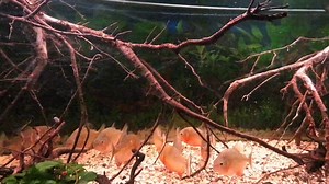 Nourrissage des piranhas 🐟 | Faunessence