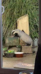 14K views · 7.2K reactions | Fluffy Little Hope is such a character! That’s one way to eat your nuts sit on them and eat them from underneath yourself ❤️ | Mr Lumpy & Friends. | Facebook