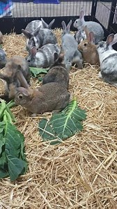Bunnies bunnies and more bunnies! In store NOW! | Family Pet and Aquarium