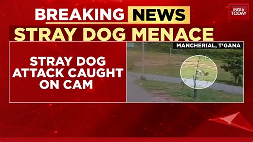 7.7K views · 70 reactions | A 6-year-old child attacked by stray dogs in Telangana. #StrayDogMenace #Telangana #DogAttack | Anjilee Istwal | India Today | Facebook