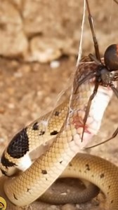 A giant wave of suspense hits as a spider traps a snake inside its web, capturing the exact moment the snake struggles but finds no way out. The intense scene unfolds in raw nature where every second feels unpredictable, every movement adds tension, and the fight for escape keeps viewers glued to the screen till the very end. AI line: Filmed realistically with a mobile camera keeping both animals clearly in frame. #SpiderVsSnake #WildlifeSuspense #NatureThriller #AnimalEncounter #TrendingVideo |