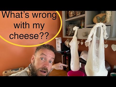 Homemade cheese troubleshooting. Why aren’t my curds setting? Why aren’t I getting curds?