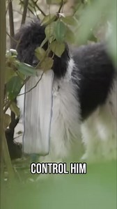 190K views · 1.1K reactions | This Sheepadoodle lives up to his name, causing absolute mayhem at home! Work, housework, relationships—everything's suffering. If his owner can't control him, rehoming becomes the only option. #ItsMeOrTheDog #Dogs #Sheepadoodle #DogChaos #DogProblems #RehomingDogs #DogBehavior | Me Or The Dog | Facebook