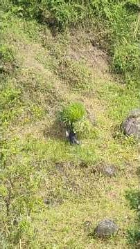 Tough Women on the Slopes of Mount Merapi