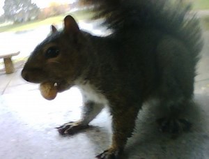 Do Not Feed the Animals