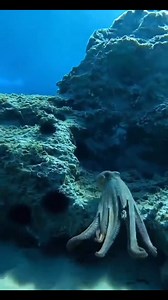 Chasing octopus! Running faster. #diving #ocean #sealife #octopus #fblifestyle | Lyda