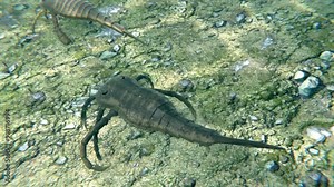 An animation of prehistoric Eurypterid Kokomopterus (Sea Scorpion) chasing Eurypterus away from a dead trilobite 418 million years ago. Eurypterids are extinct arthropod ancestors of spiders.