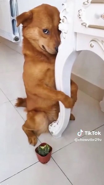 10 Adorable Dog Behaviors You Might Relate To