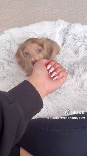 Teaching Your Dachshund the 'Wait' Command