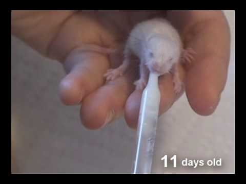 Feeding little Stuart, cute baby mouse