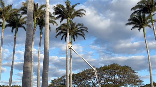 23K views · 2.1K reactions | Here’s a VERY TALL palm tree being trimmed Friday morning on the Big Island! It’s definitely not something we see everyday in Chicago or the Midwest!! These trees are mammoth and so beautiful! | Tom Skilling | Facebook