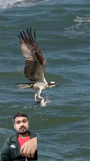 Eagli vs fish bird osprey #eagle #fish ##birds #ospreys #fhising #food #lyrics #motivational