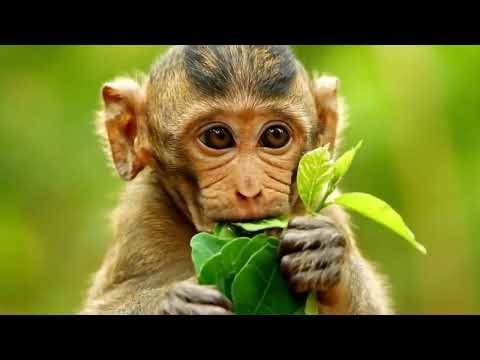 Howler Monkey: Voice of the Jungle Dawn — Echoes Through the Amazon Rainforest