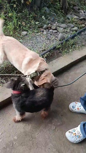 Our Labrador breed dog and our zhitzhu breed #followers | Esther Ruth