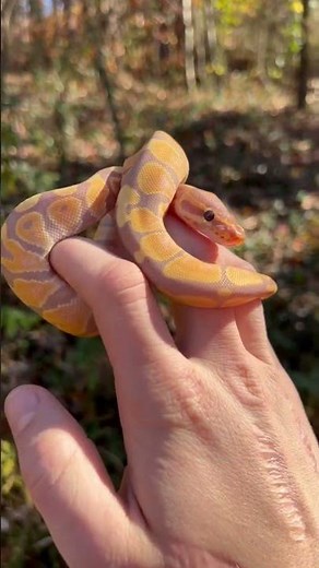 Pastel Banana Ball Python