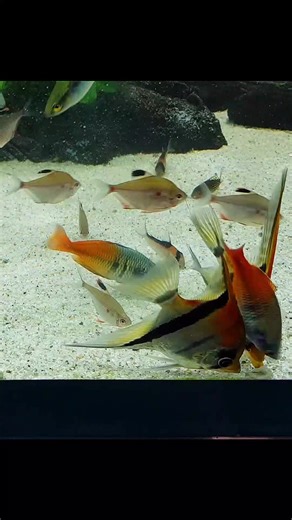 Beautiful Pterophyllum Scalare Sp. “Manacapuru” Angelfish in Aquarium