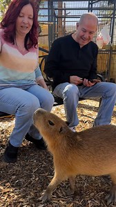 The capybara encounter at our zoo is one of the most adorable encounters we offer! Ginny is a very friendly young capybara, and she will consume all of the lettuce on this planet as well as all of the chin scratches. If you would like to offer her a treat and give her a scratch, you can do so by booking a capybara encounter! Visit www.texaswildlifepark.com or call us at 830-928-9353 to reserve your tour. Please remember, we are by appointment only, so be sure to book in advance. We do not offer 