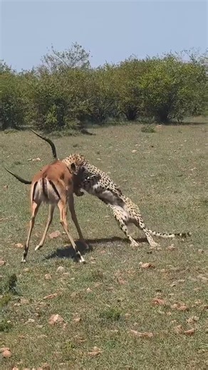 Tiger hunting 🐅 wild animals 😱 #shorts #youtubeshorts #ytshorts #short #trending #viral #tiger