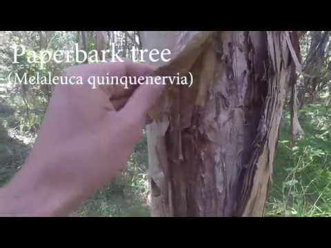 Natural Australian Fire Starter - Paperbark Tree