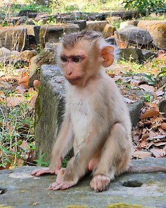 7.4K views · 223 reactions | Hurt, Hungry, but Refusing to Die | BB Monkey Lucie | Facebook