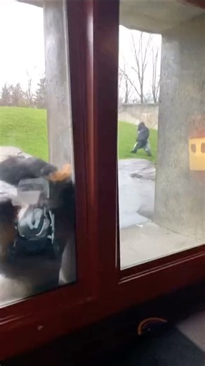 gorillawent on Instagram: "Just been told by Suzanne that I walk exactly like this gorilla Im not too sure What do you lot think - 📸 Source: @ karlpilkingt0n on TikTok All credit are reserved for their respective Owners - 💥Contact for credit/removal=> @ fixposts - - - - #wildlife_seekers#mountaingorillas#wildlifeconservation#gorilla#wildlifeart#wildlifefriend#wildlife_in_bl#wildlife_supreme#silverback#wildernessphotography#silverbackgorilla#wildglobe#wildlife_shots#wildlifeseekers#babygorillas