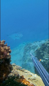 Massive bluefish #underwaterfishing #fishing #fish #spearfishing #saltwaterfishing #underwater #stripedbass #fishingbait #lewsfishing #thsensefishing #pesca #pezsubmarino #pescaria | Underwater Fish