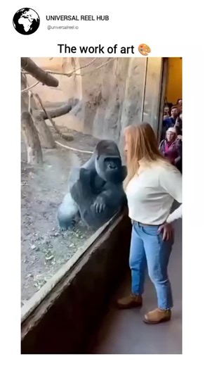 UNIVERSAL REEL HUB on Instagram: "This Instagram reel shares a viral video of a gorilla at a zoo enclosure hurling faeces at a female visitor, creating a fan-shaped splatter on the glass that resembles abstract expressionist art, captioned simply as "work of art". Posted by @JefePil , a comedian specialising in New York sports satire, the clip has exploded to over 3 million views within a day, drawing humorous replies with poop-themed memes and comparisons to Jackson Pollock paintings. Such prim