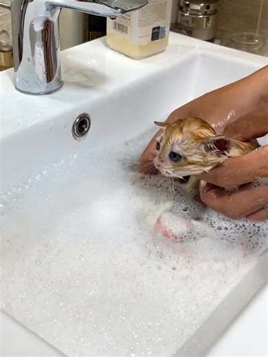 Bathing kittens for the first time _ Teddy kittens are fearless and love water Part 9 | Cat House