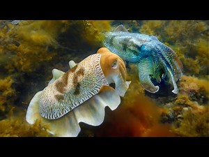 Robotic Spy Cuttlefish Communicates With Cuttlefish