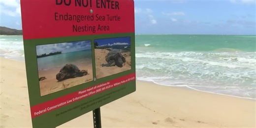 Suspension of overnight camping at Bellows begins ahead of turtle nesting season