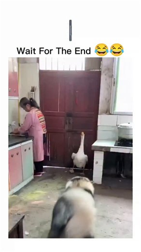 sosuua.io on Instagram: "The post features a 19-second video of an elderly woman in pink frantically pulling her large fluffy dog off a pet goose in a rustic kitchen, building to a chaotic roll where the bird flaps free unharmed, captioned "WAIT FOR THE END " for comedic surprise. Uploaded January 25, 2026, by @__________Nadia , a humor-focused account, it quickly gained 1.9 million views, 3,877 likes, and 142 replies, driven by relatable pet mishaps in everyday settings LabViews_390987SuFY"