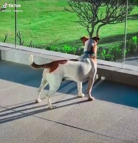 Springbok Hunting Dogs: A Wild Chase