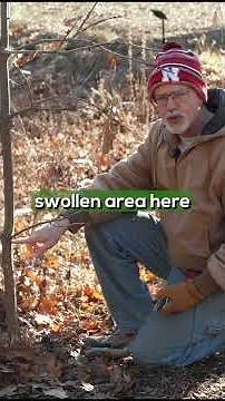 How to Make Proper Tree Pruning Cuts: Branch Collar, Ridge & Tools