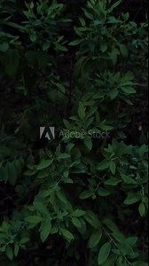 young sandal wood tree green leafs closeup video , aromatic tree