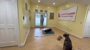 Working on introducing the place command with Bear our chow/lab mix while recapping the recall and the stay. However as Josh discusses in this video this is about SO much more than the commands Give it a listen 🎧 | Julie's K9 Academy - Dog Training