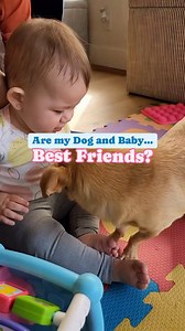 28K views · 1.7K reactions | Did you think that this was playful behavior? So many people did! Dog behavior can be tricky. I recommend reading and learning all you can so you can better understand your pet! #dogsandbabies #momlife #dogpsychology | Thinking Canine | Facebook
