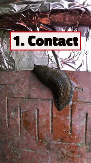 Copper Tape Against Slugs: Field Test | Slughelp.com