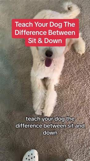 Teach Your Dog to Differentiate Sit and Down Commands