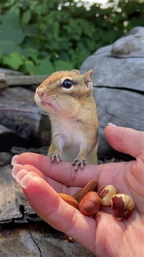 Charlie Jokes: Funny and Cute Comedy Moments