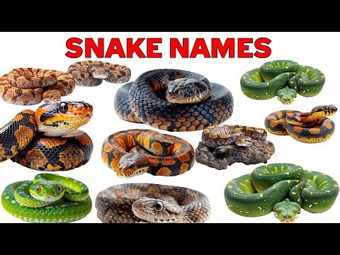 55 Snake Names in English 🐍 | Learn Snake Types and Sounds | Educational Animal Video for Kids