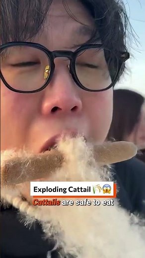 Exploding Cattail 🌾😱