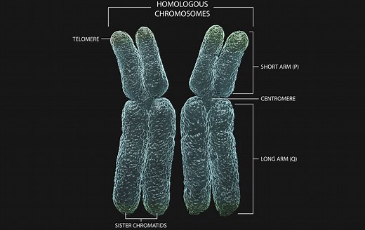 What Are Homologous Chromosomes and What Do They Do?
