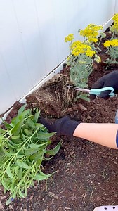 370K views · 1.2K reactions | Planting some PERENNIAL FLOWER plants  #backyardgarden #flowergarden  #njgarden | Che Thompson | Facebook