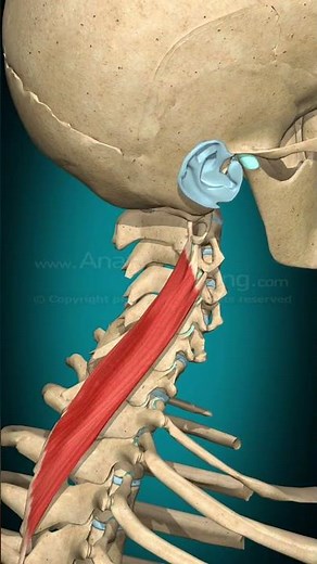 3D Splenius Cervicis Muscle Action | Vertebral Column Ipsilateral Rotation Anatomy